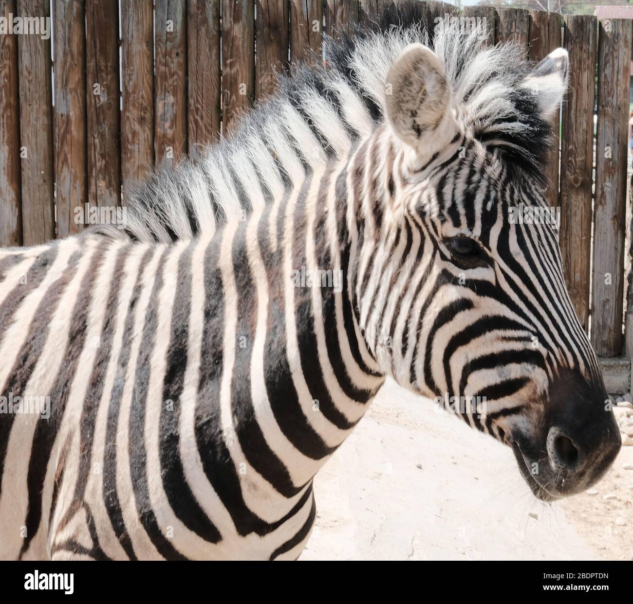 Zebra savanna camouflage hi-res stock photography and images - Alamy