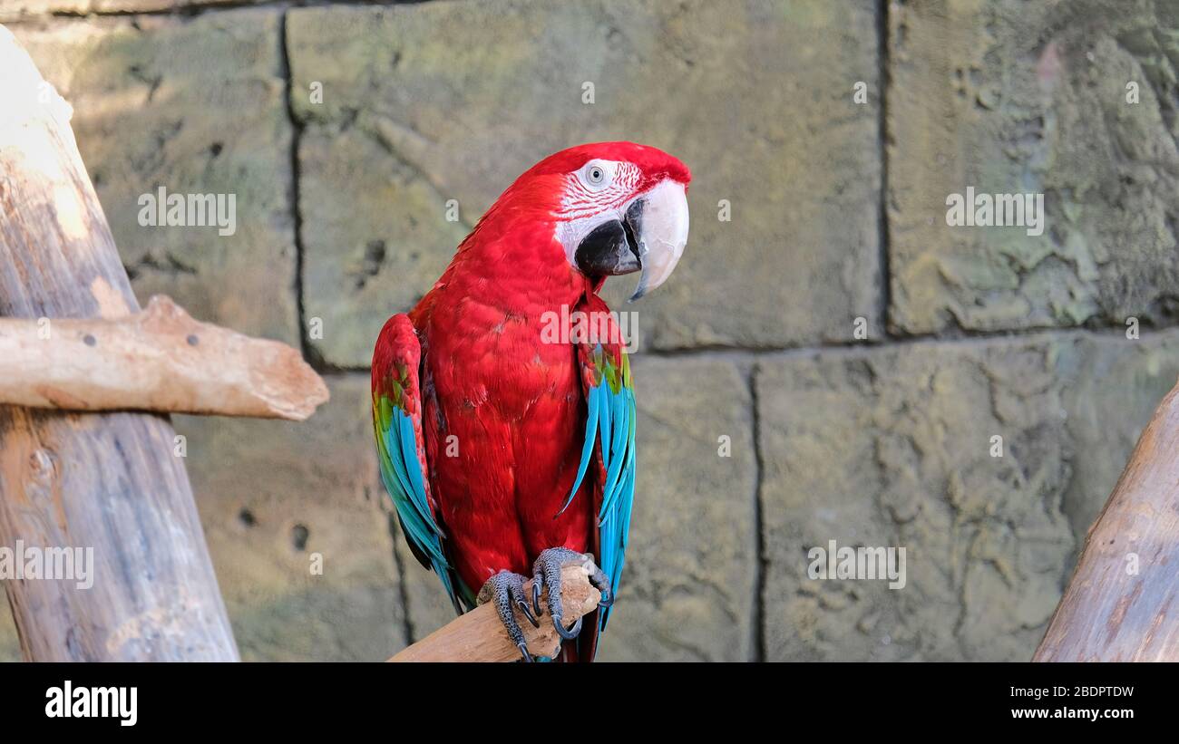 Red macaw parrot sitting on a branch Stock Photo - Alamy