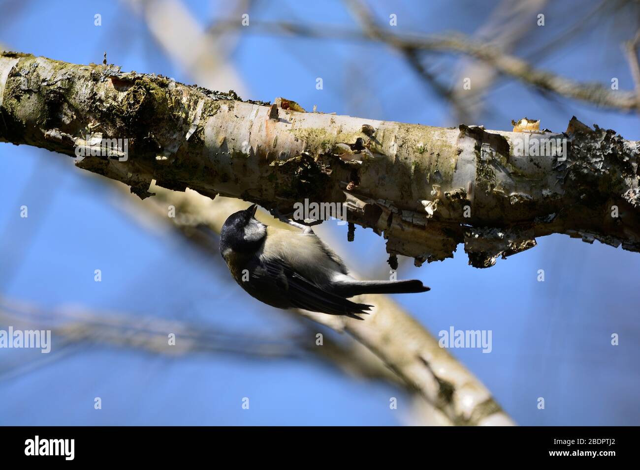 Songbird background hi-res stock photography and images - Alamy