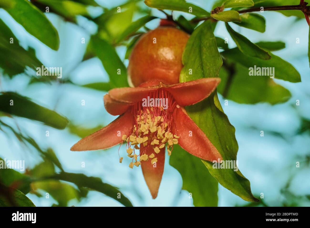 Pomegranate fruit fresh thailand hi-res stock photography and images ...