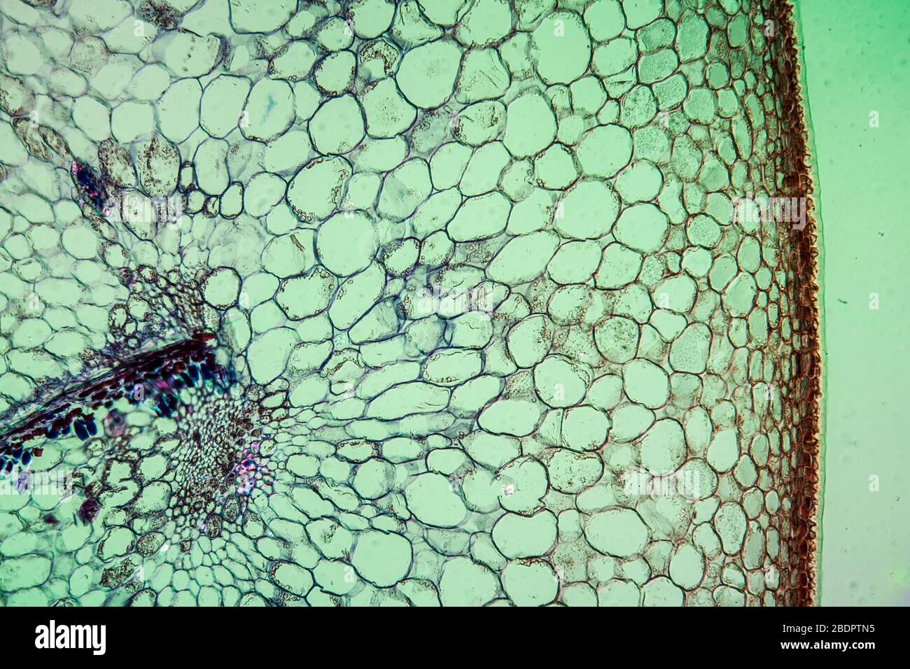 Fruit ovule hi-res stock photography and images - Alamy