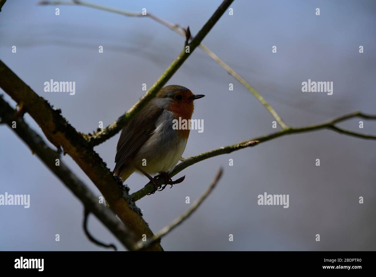 Songbird background hi-res stock photography and images - Alamy