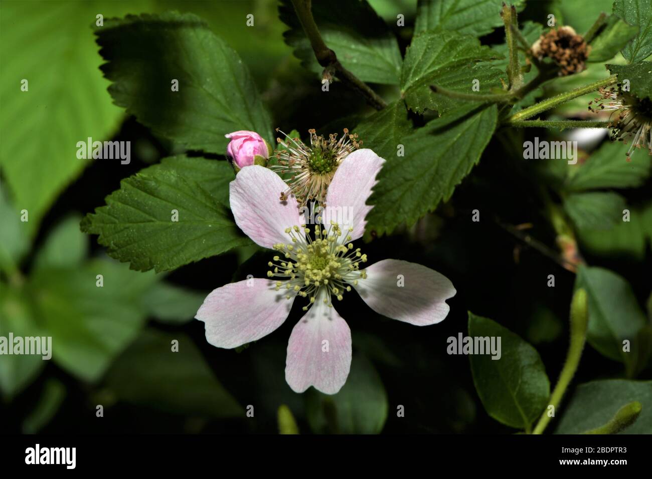 Woodland trails hi-res stock photography and images - Alamy
