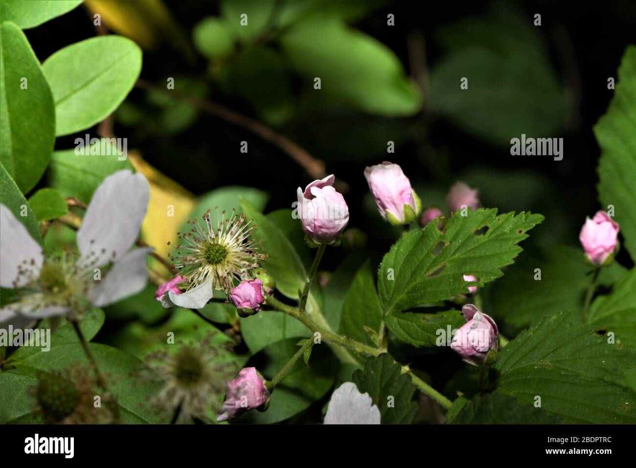 The pink southern dewberry blossom Stock Photo - Alamy