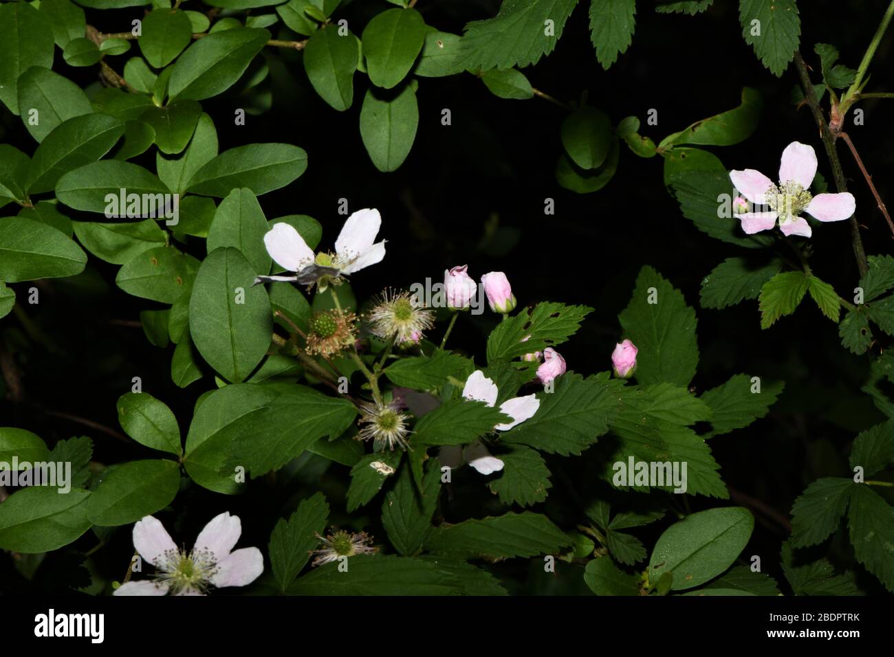 The pink southern dewberry blossom Stock Photo - Alamy