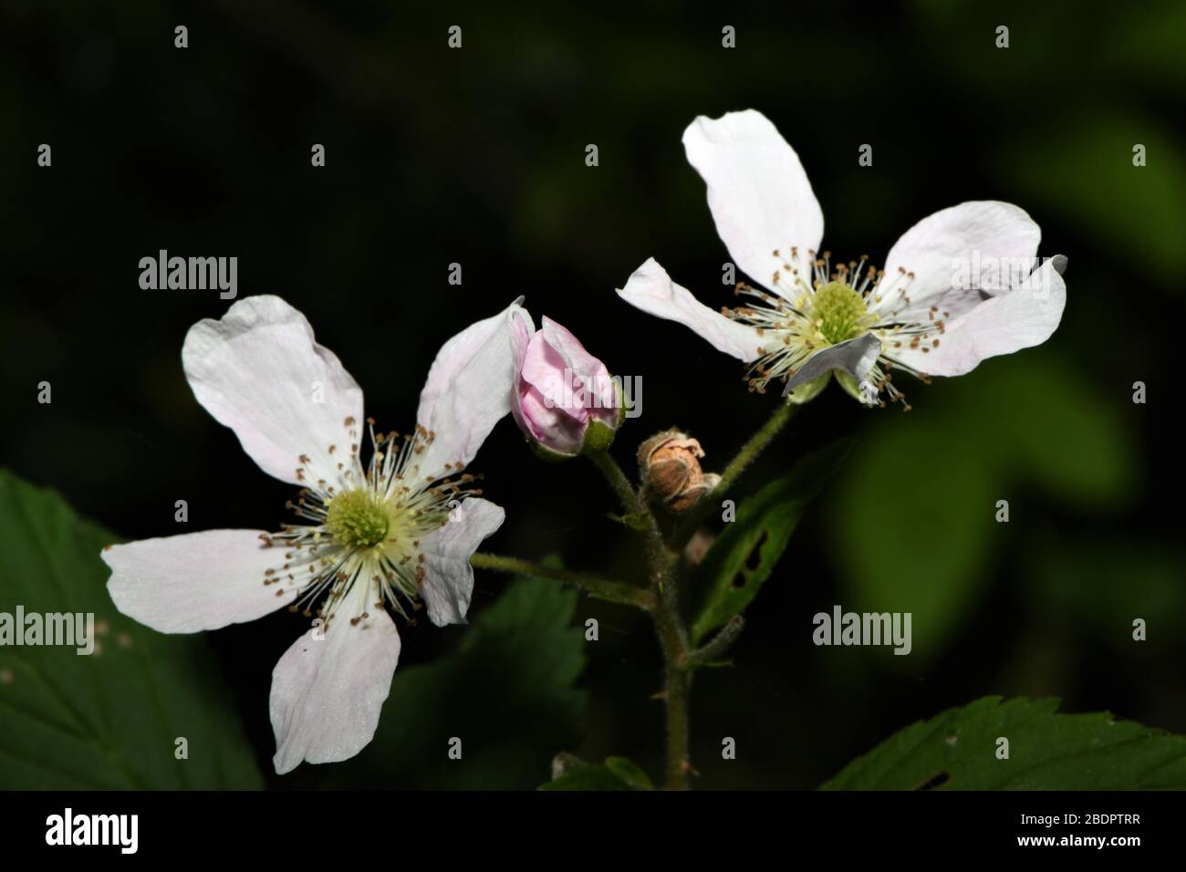 Woodland trails hi-res stock photography and images - Alamy
