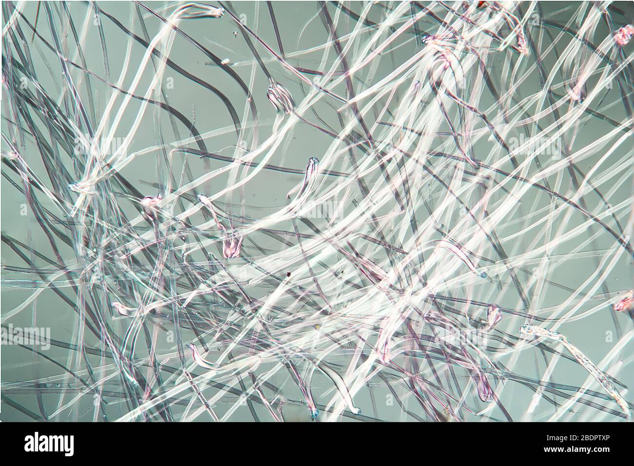Poplar fibers under the microscope 100x Stock Photo - Alamy