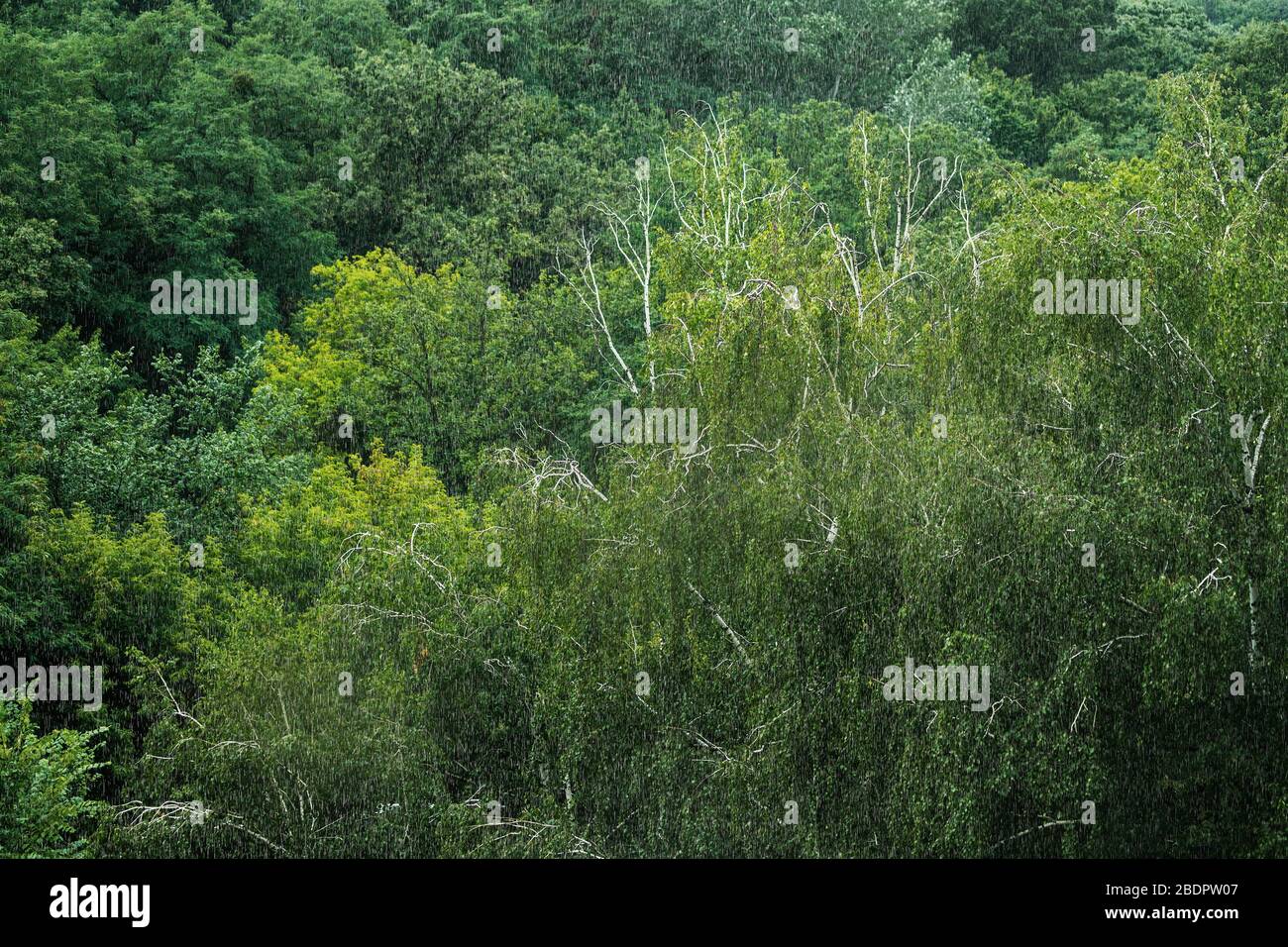 Heavy pouring rain over green tropical forest trees. Rainstorm downpour ...