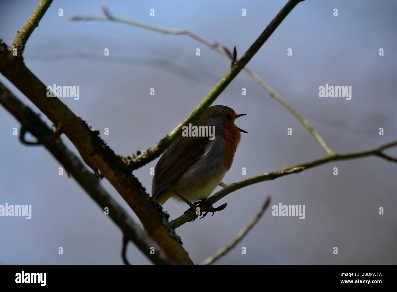 Songbird background hi-res stock photography and images - Alamy