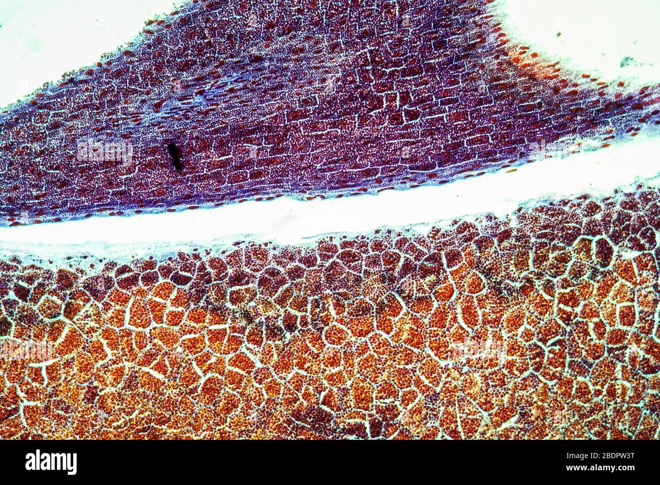 Embryo with endosperm across 100x Stock Photo - Alamy