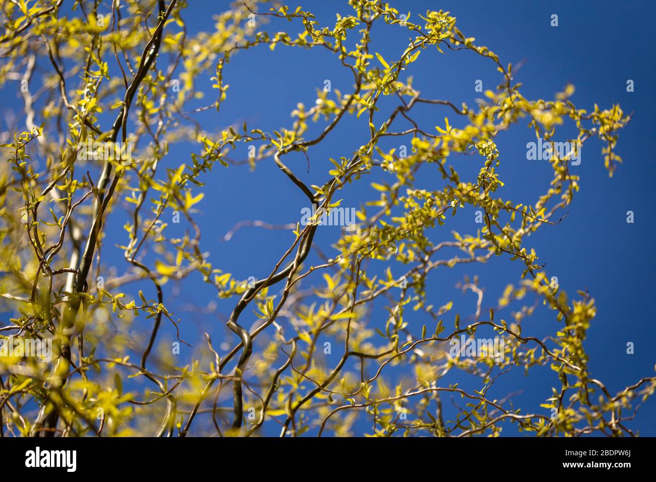 Young weeping willow tree hi-res stock photography and images - Alamy