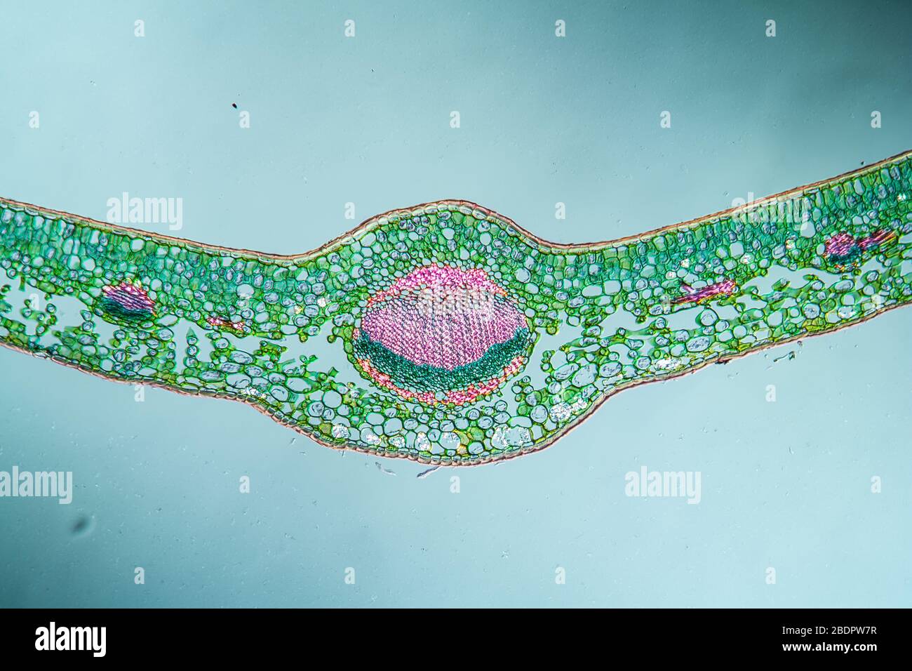 Cross section hedge hi-res stock photography and images - Alamy