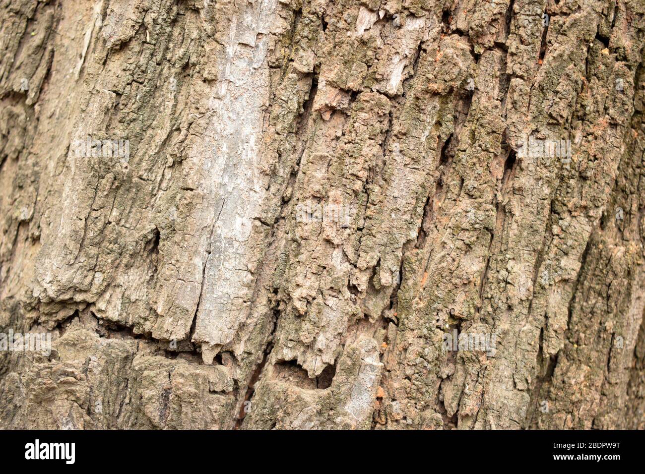 Dry Tree Branch Textured Close-up background Macro Stock Photography ...