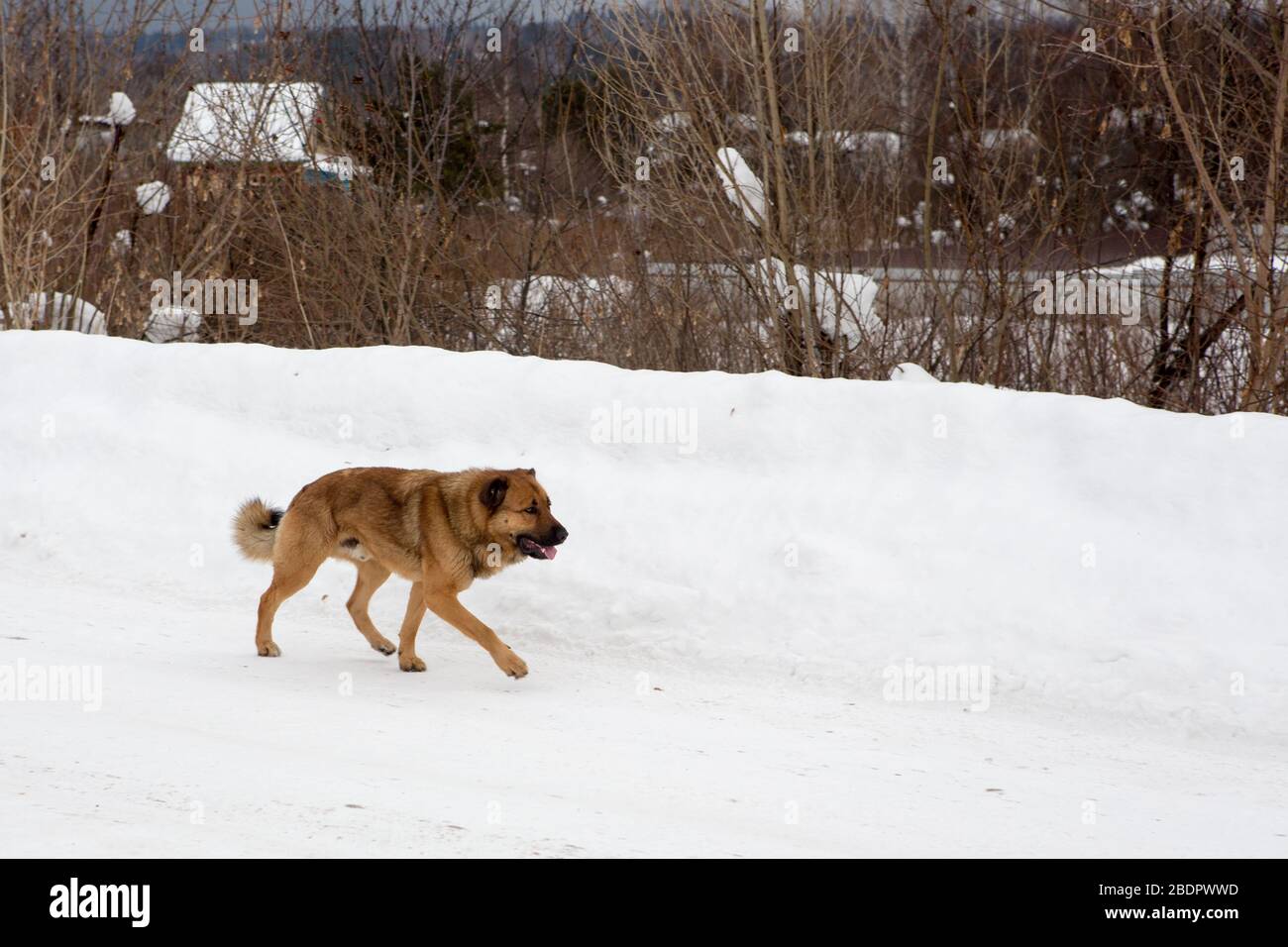 a stray dog, a hungry dog running along the road Stock Photo - Alamy