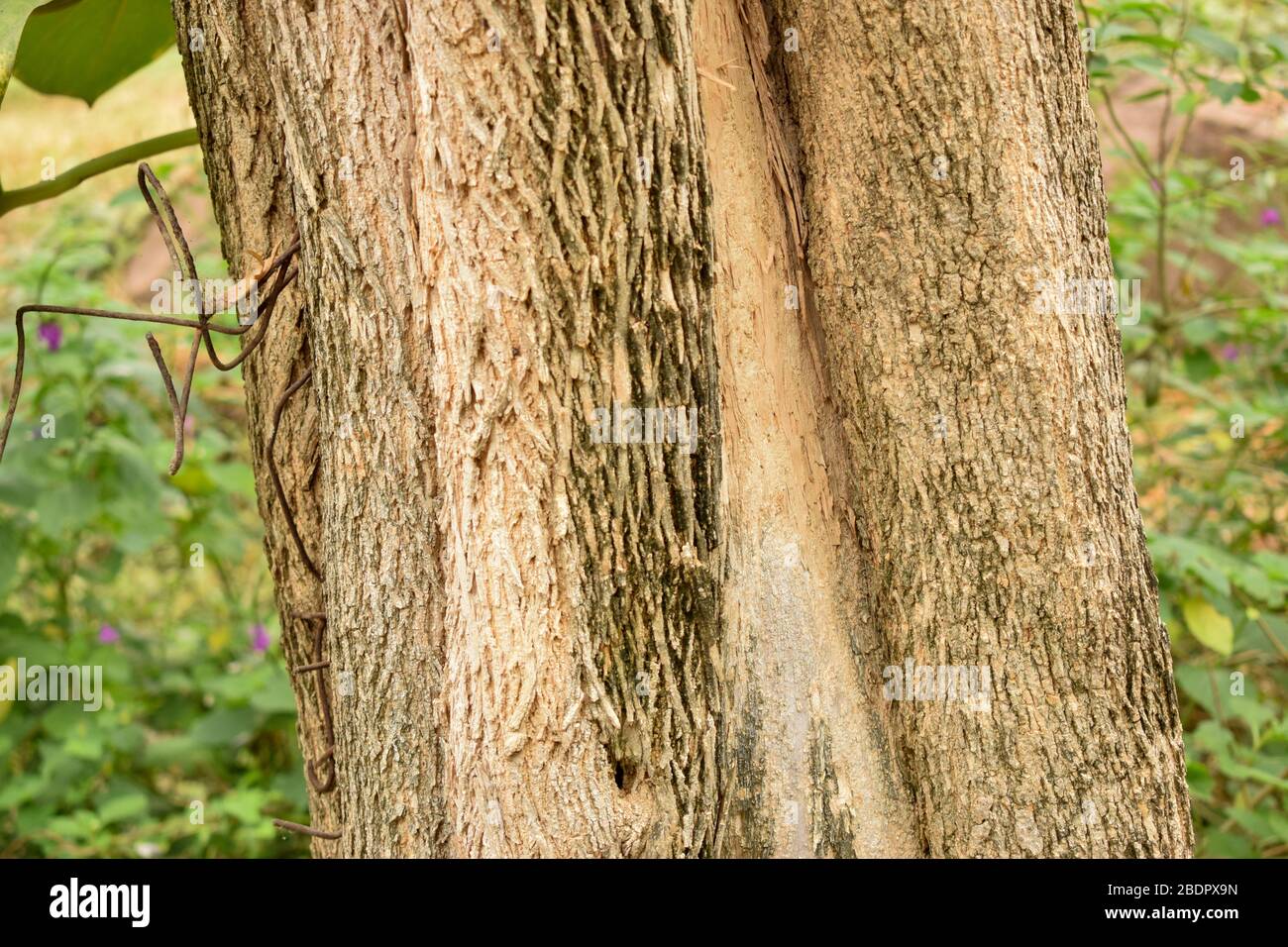 Natural Tree Bark/Branches close-up background Stock Photography Image ...