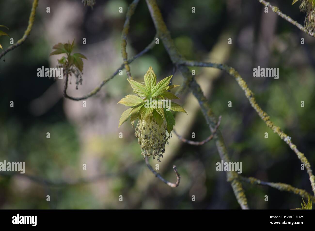 the Blossom of the Ash maple Stock Photo - Alamy