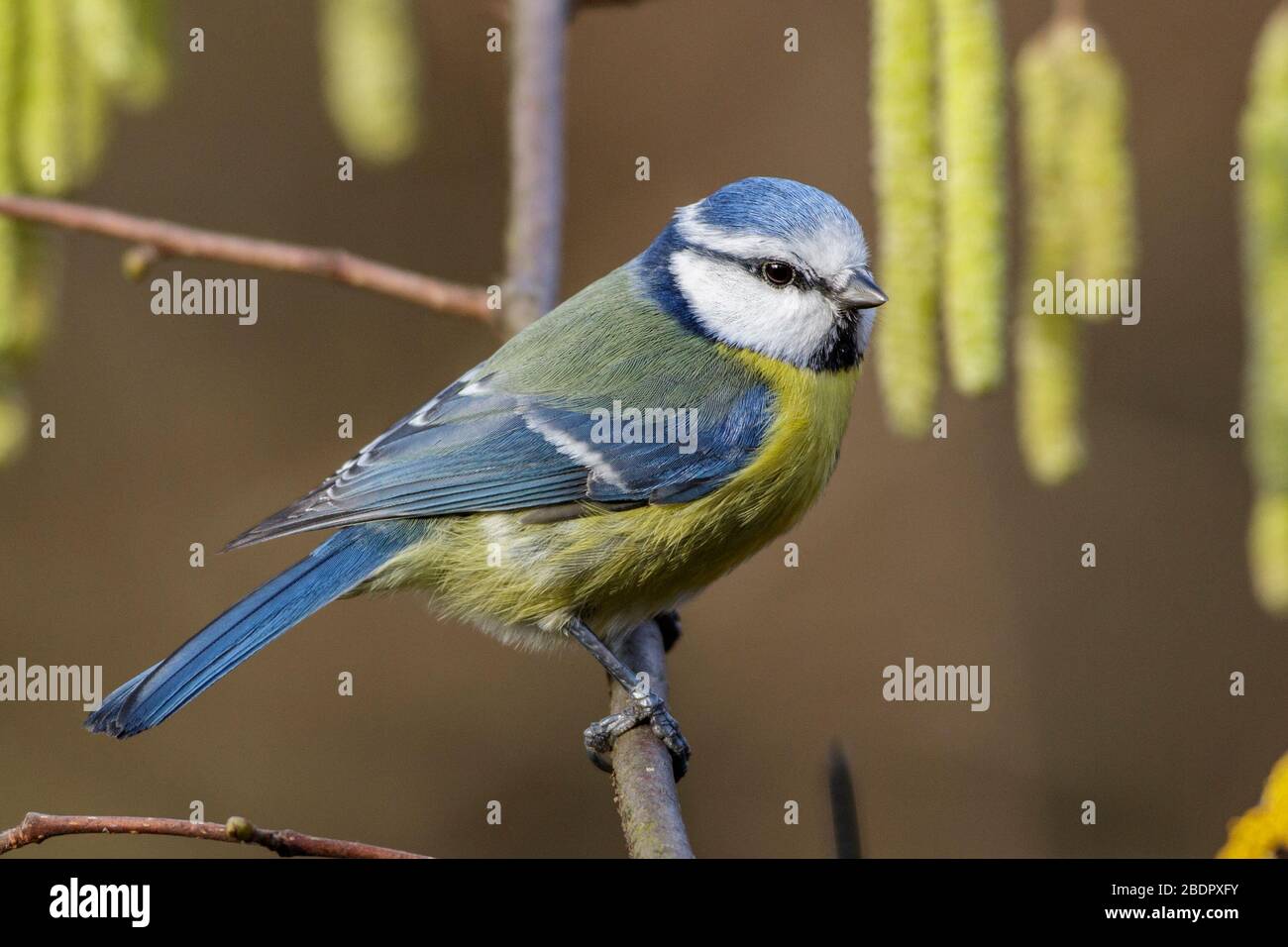 Blaumeisen hi-res stock photography and images - Alamy
