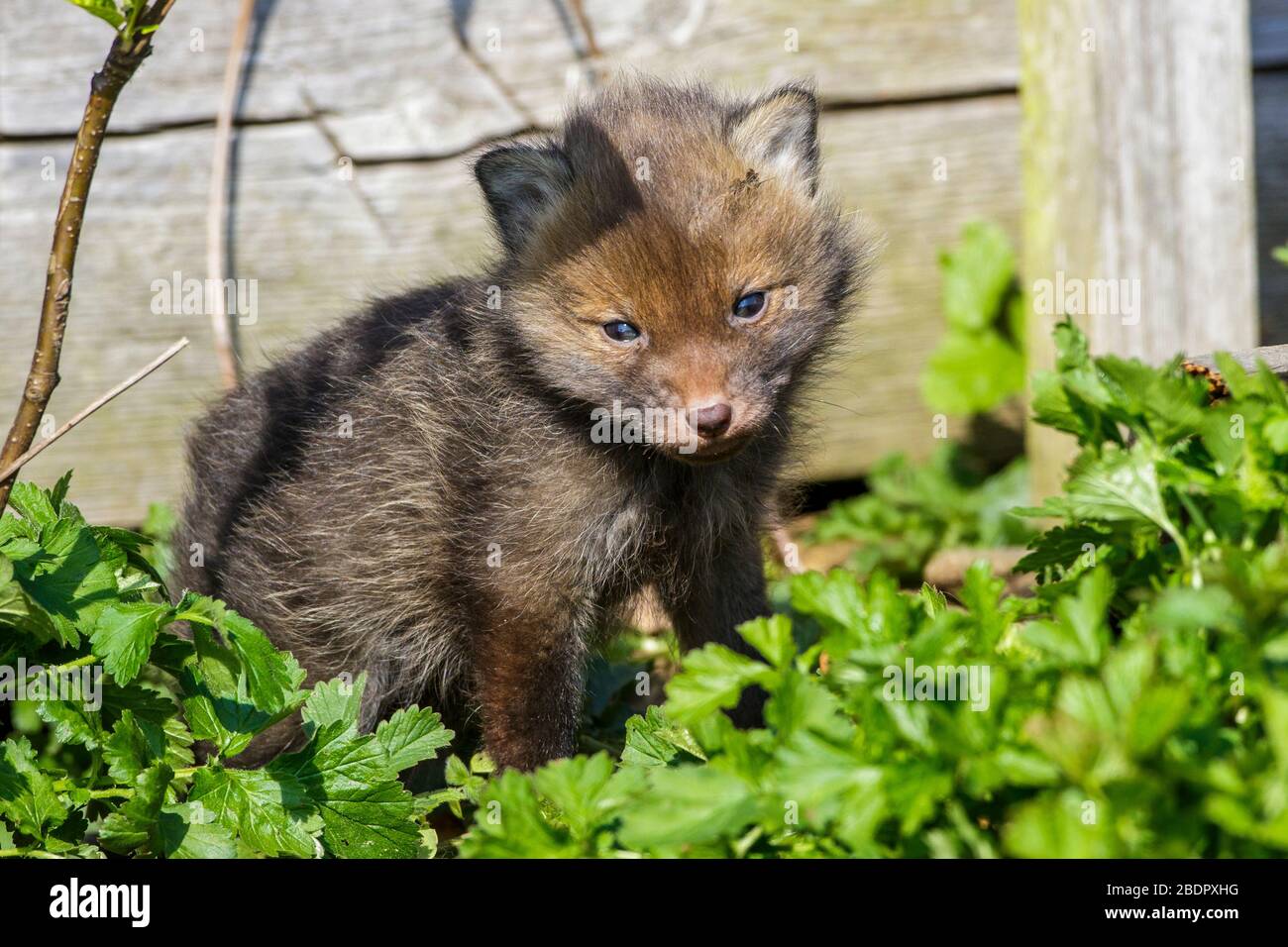 Rolf klein hi-res stock photography and images - Alamy