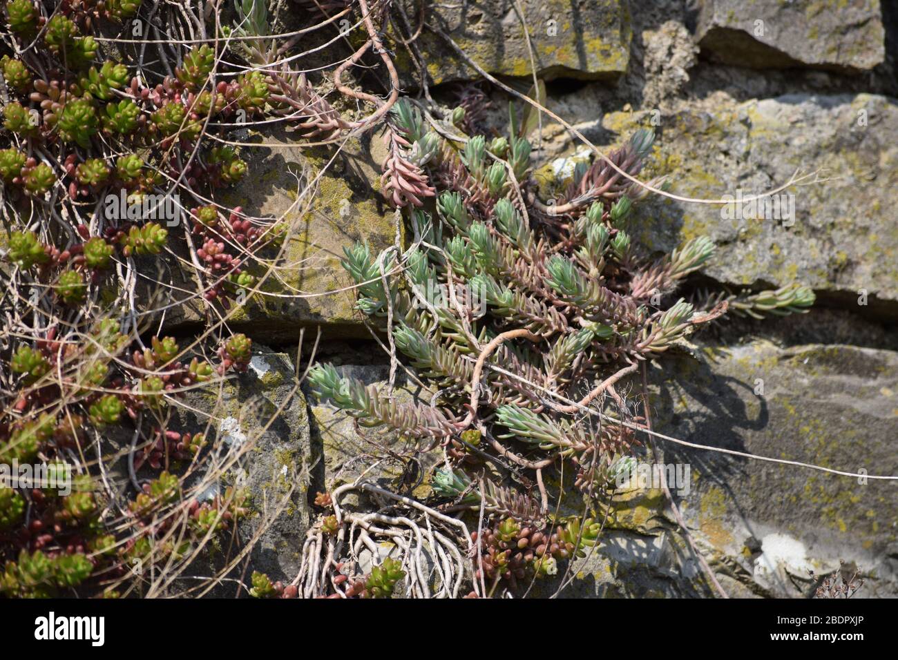 Portuguese stonecrop hi-res stock photography and images - Alamy