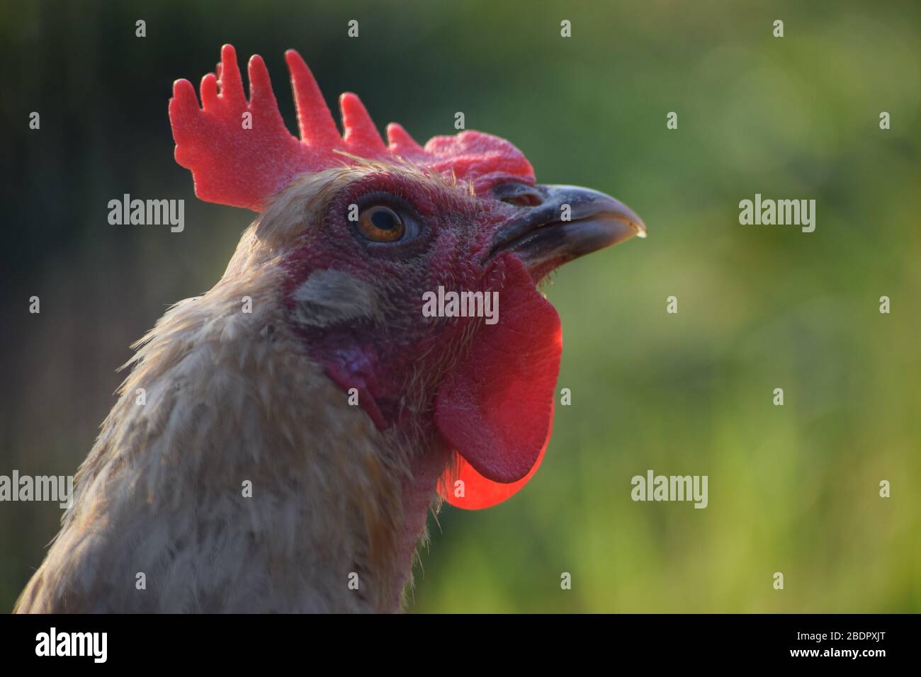 Chicken looks up skeptically Stock Photo - Alamy