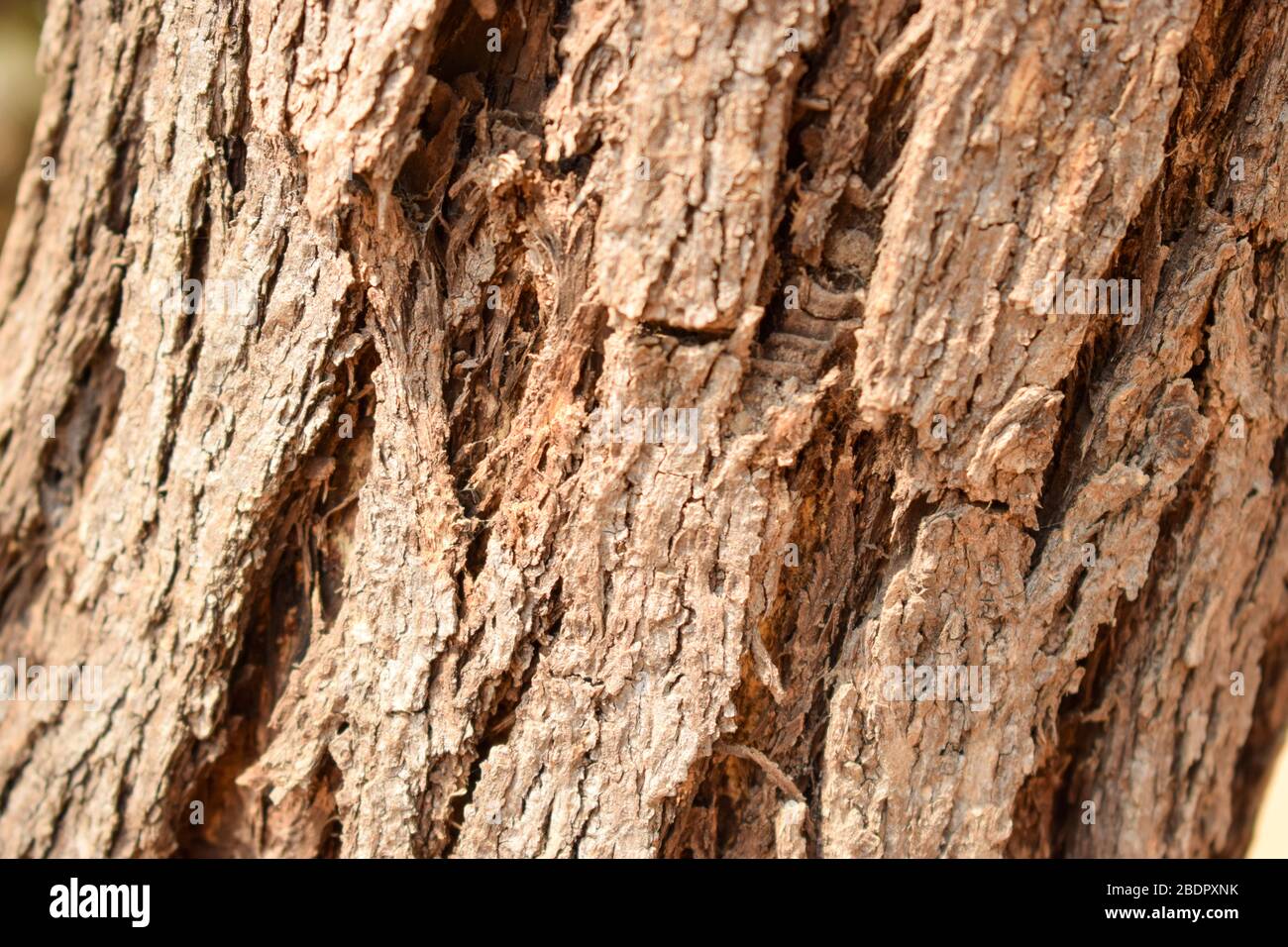 Tree Bark Rugged Texture Background Macro Stock Photography Image Stock ...