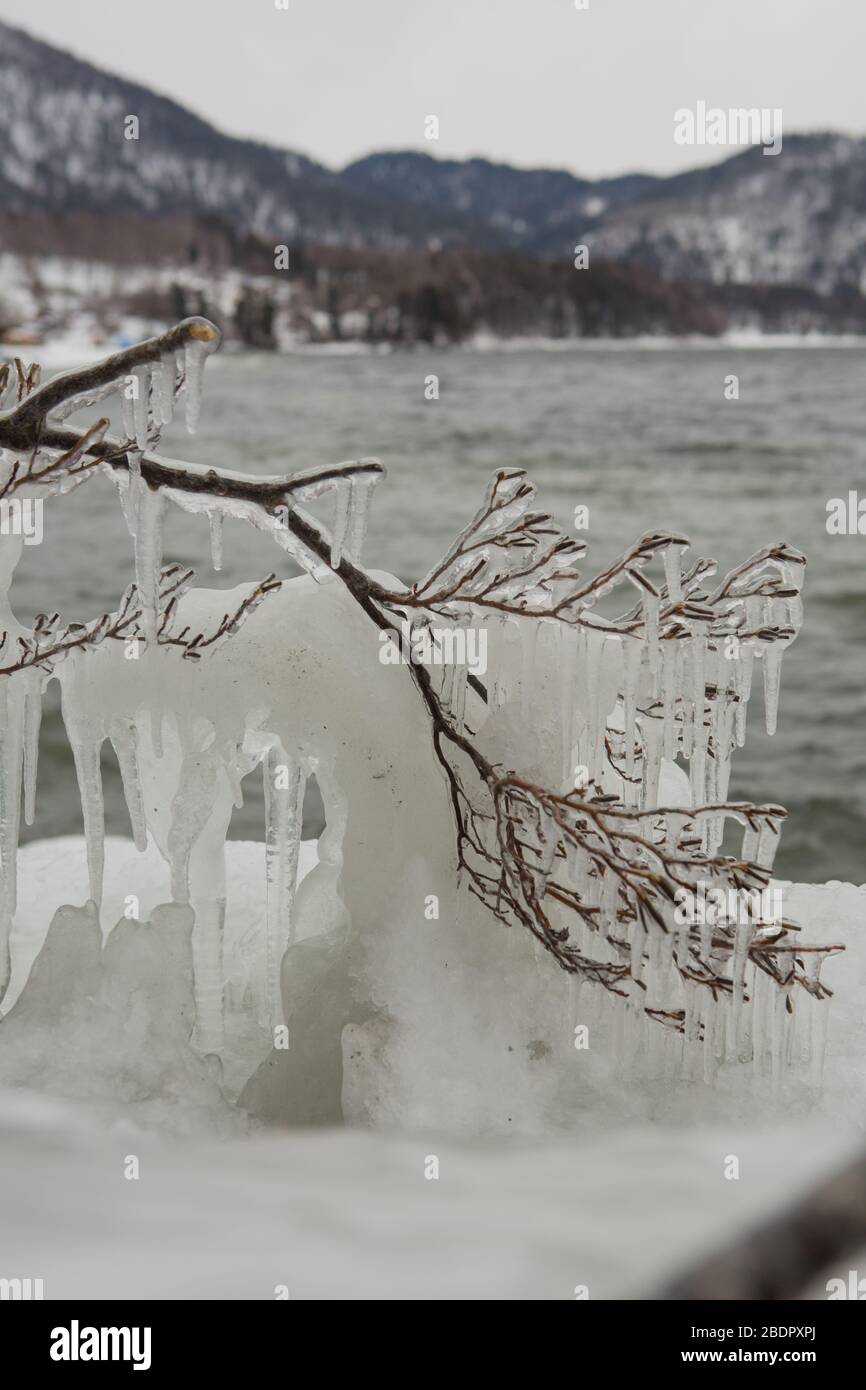 Ice storm icing on tree hi-res stock photography and images - Alamy