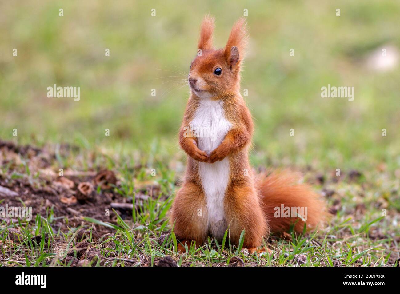 Macht mannchen hi-res stock photography and images - Alamy