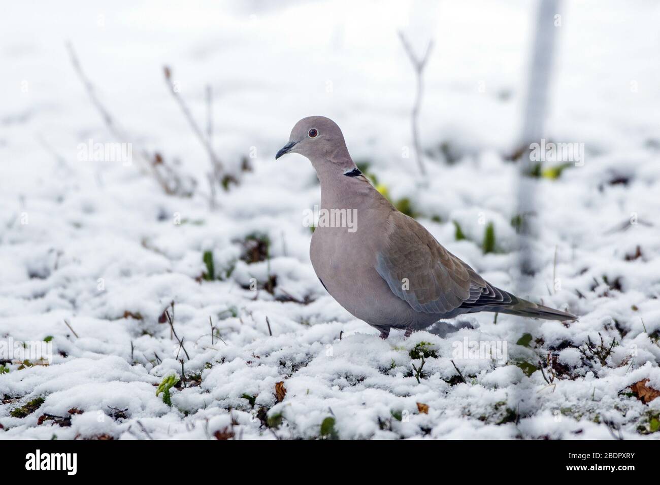 Türkentaube (Streptopelia decaocto Stock Photo - Alamy