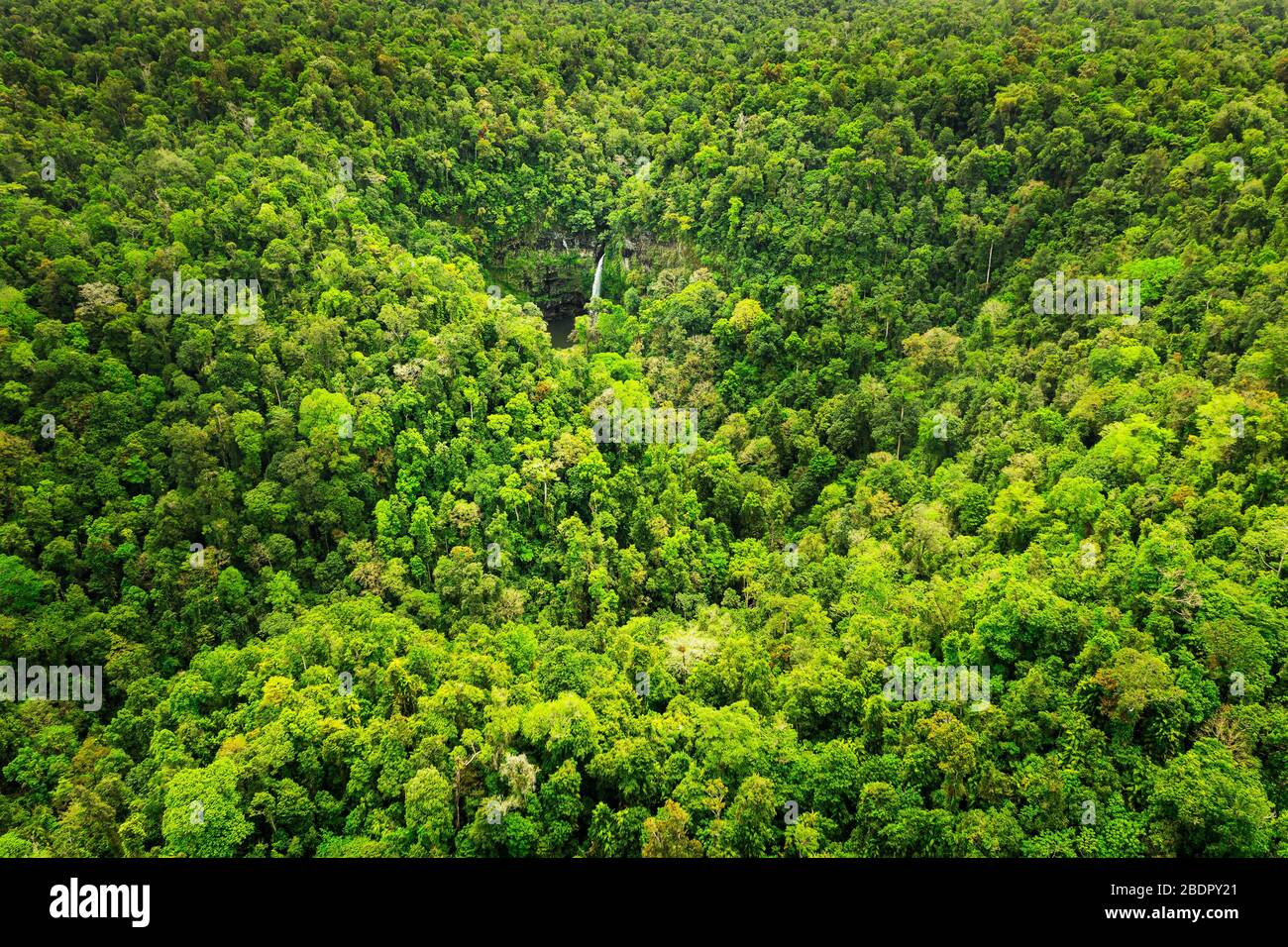 Wooroonooran national park cairns hi-res stock photography and images ...