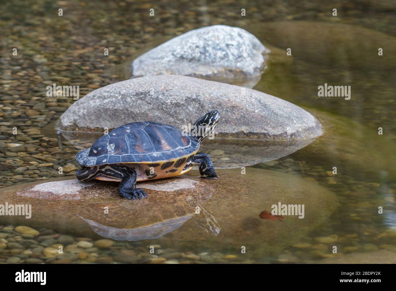 Scripta hi-res stock photography and images - Alamy