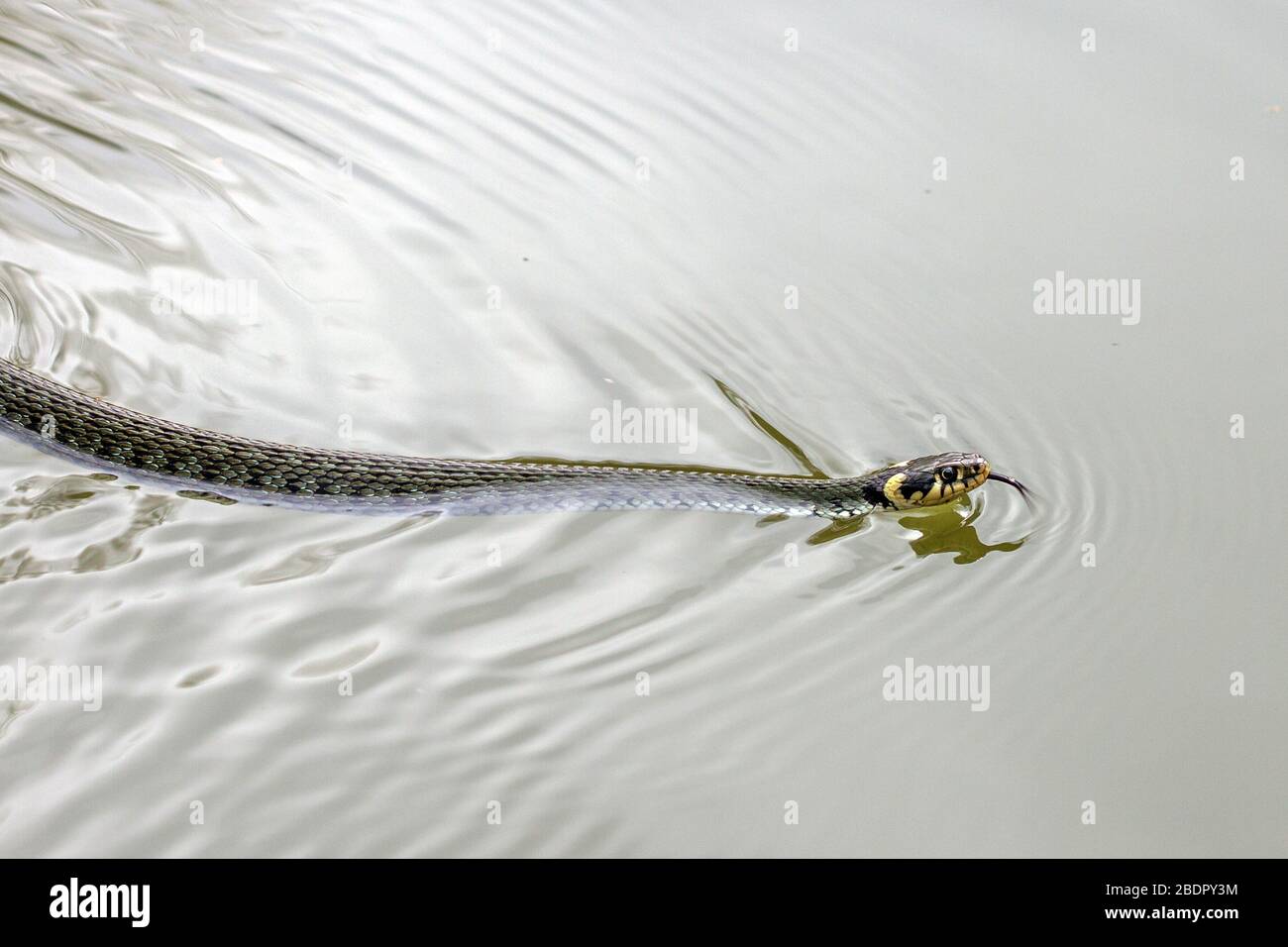 Ringelnatter (Natrix natrix Stock Photo - Alamy