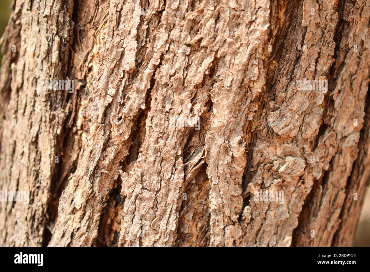 Tree Bark Rugged Texture Background Macro Stock Photography Image Stock ...