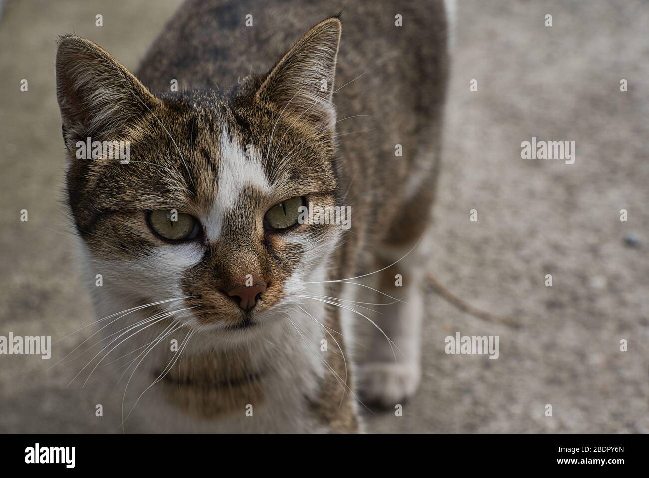 Tabby cat portrait headshot face head hi-res stock photography and ...