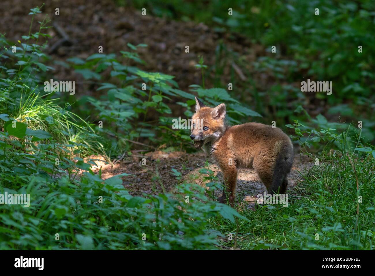 Rotfuchs welpen hi-res stock photography and images - Alamy