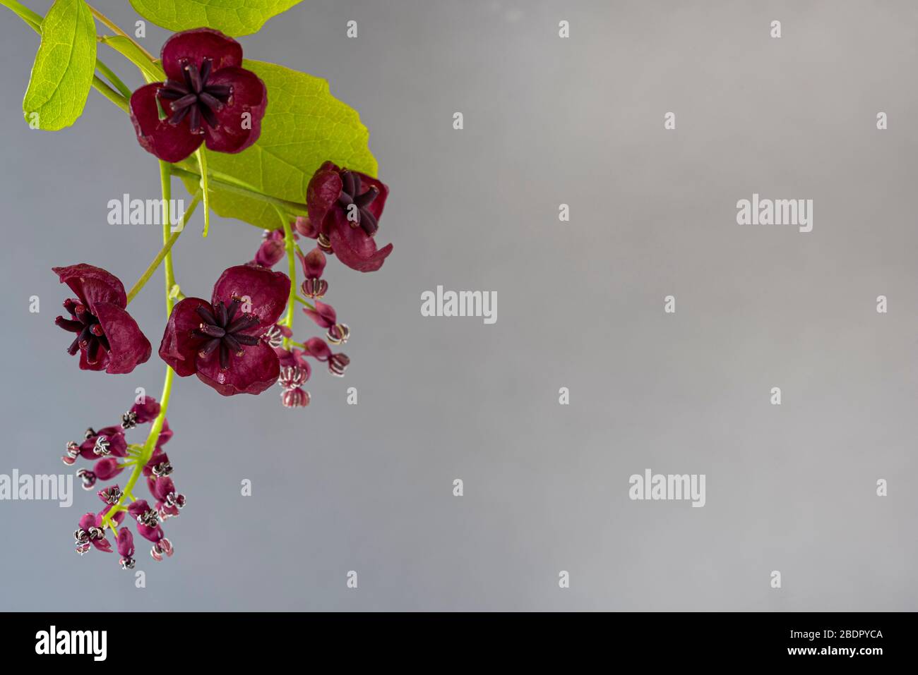 Pendulous flowers hi-res stock photography and images - Alamy