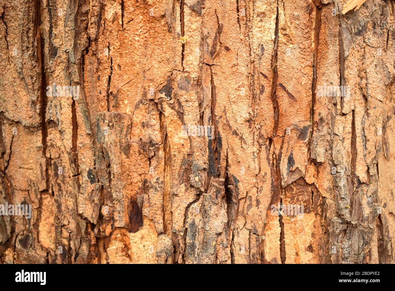 Tree Bark Texture/Pattern close-up Background Macro Stock Photography ... Tree Bark Texture/Pattern close-up Background Macro Stock Photography ...
