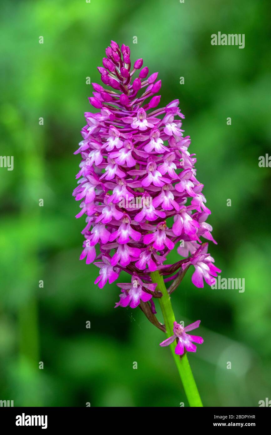 Orchis pyramidalis hi-res stock photography and images - Alamy