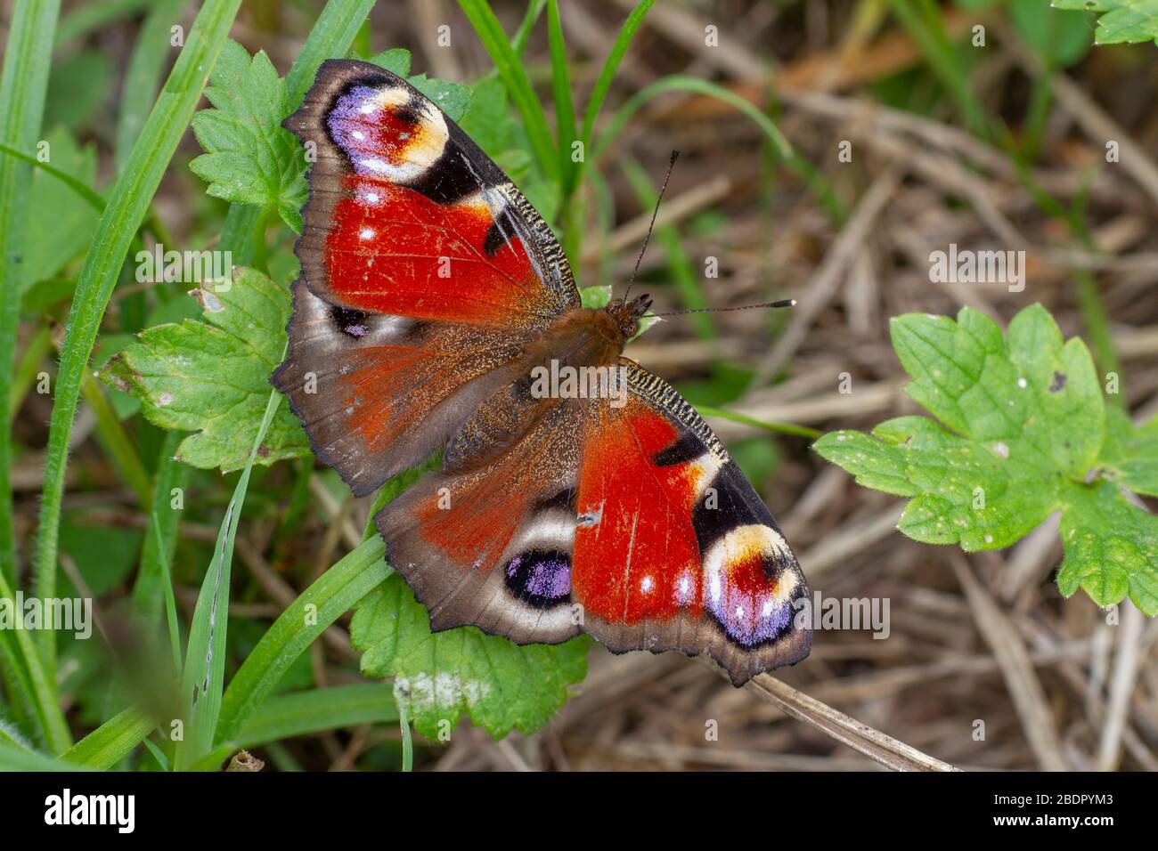 Tagpfauenauge (Inachis Io Stock Photo - Alamy