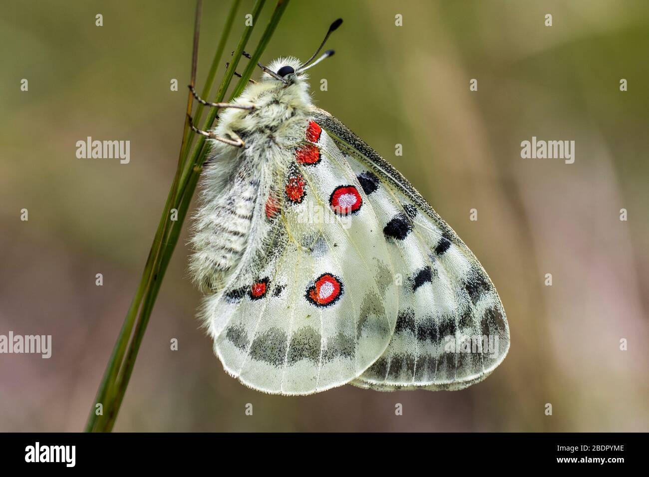 Roter Apollo (Parnassius apollo Stock Photo - Alamy