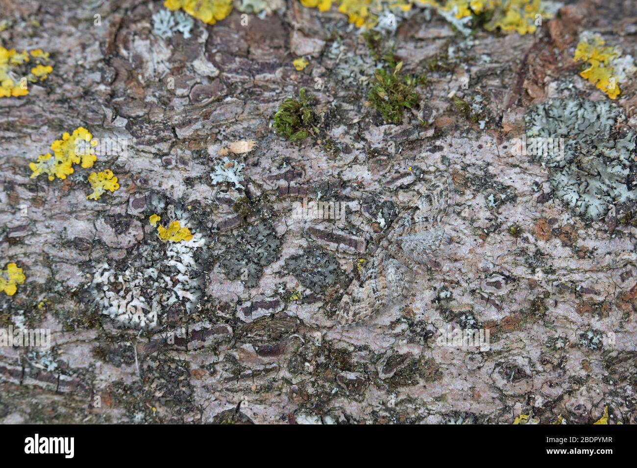Gymnoscelis rufifasciata hi-res stock photography and images - Alamy