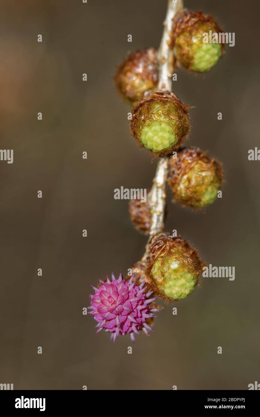 Young ovulate cone of larch tree in spring, beginning of April Stock ...