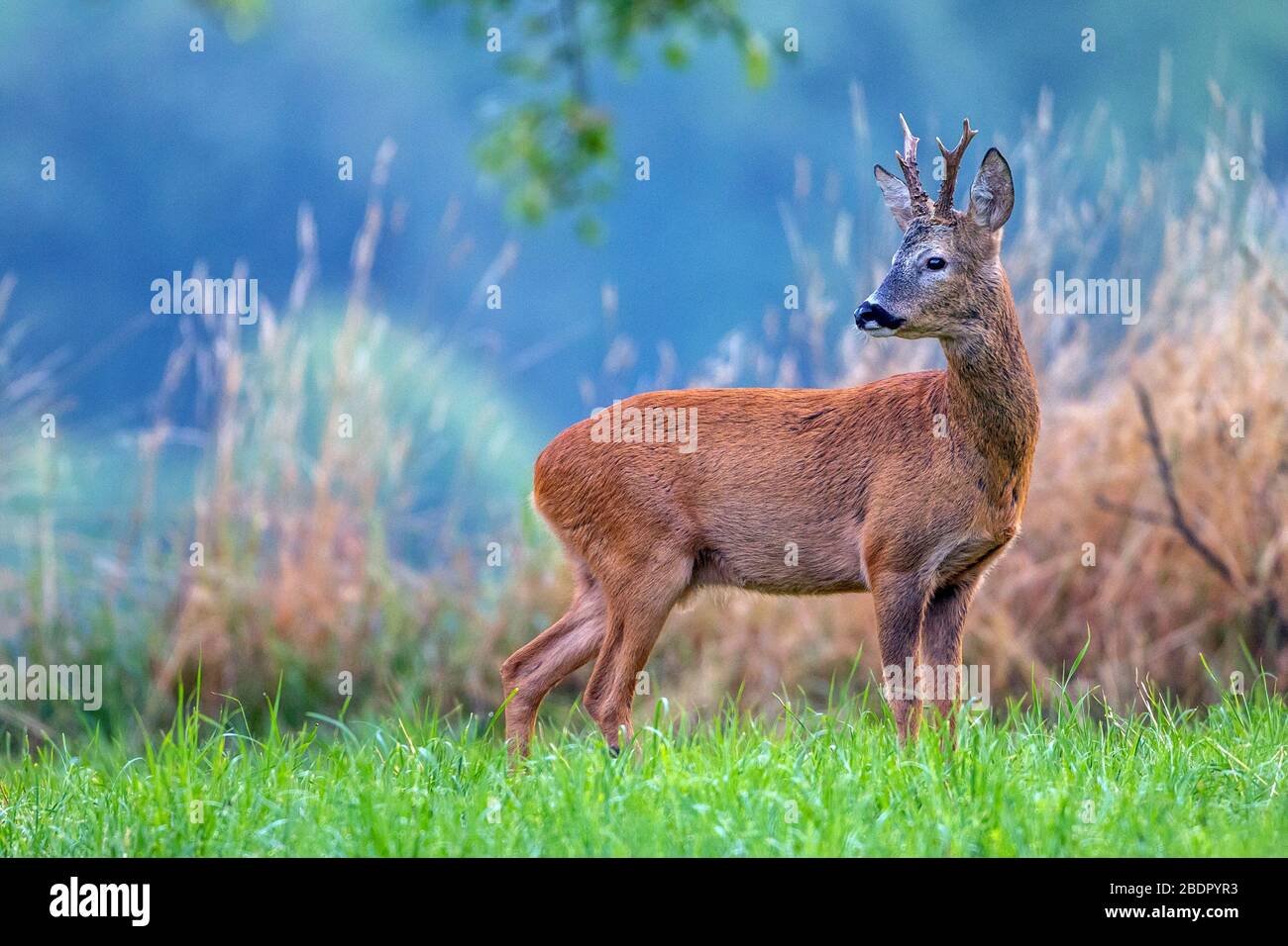 Rolf bock hi-res stock photography and images - Alamy