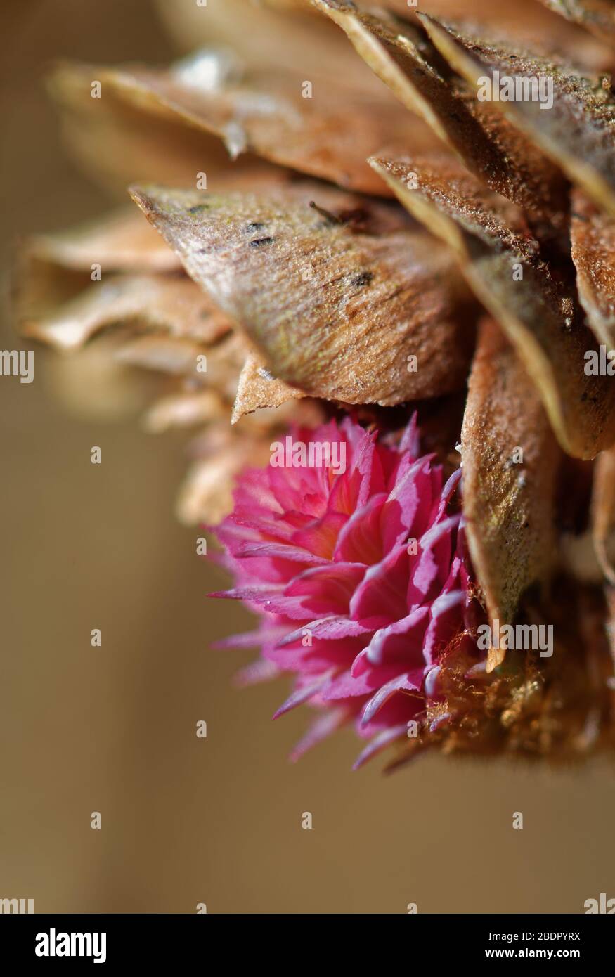 Young and old ovulate cones of larch tree in spring, beginning of April ...