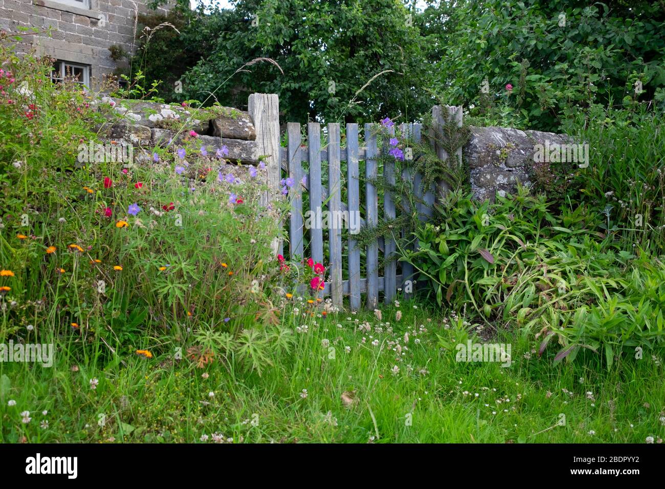Old wetahered mauve garden gate Stock Photo - Alamy
