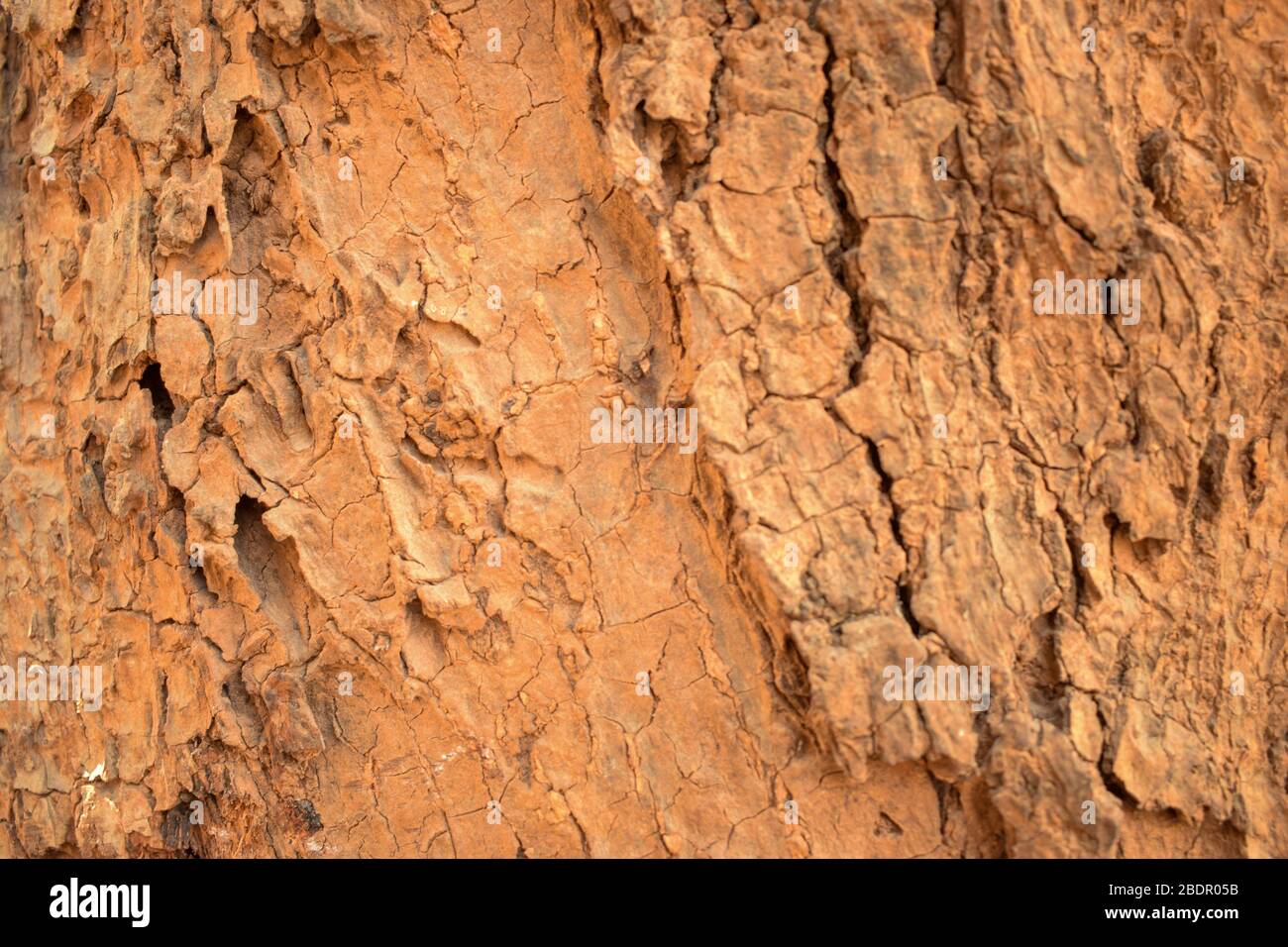 Dry Tree Branch Textured Close-up background Macro Stock Photography ...