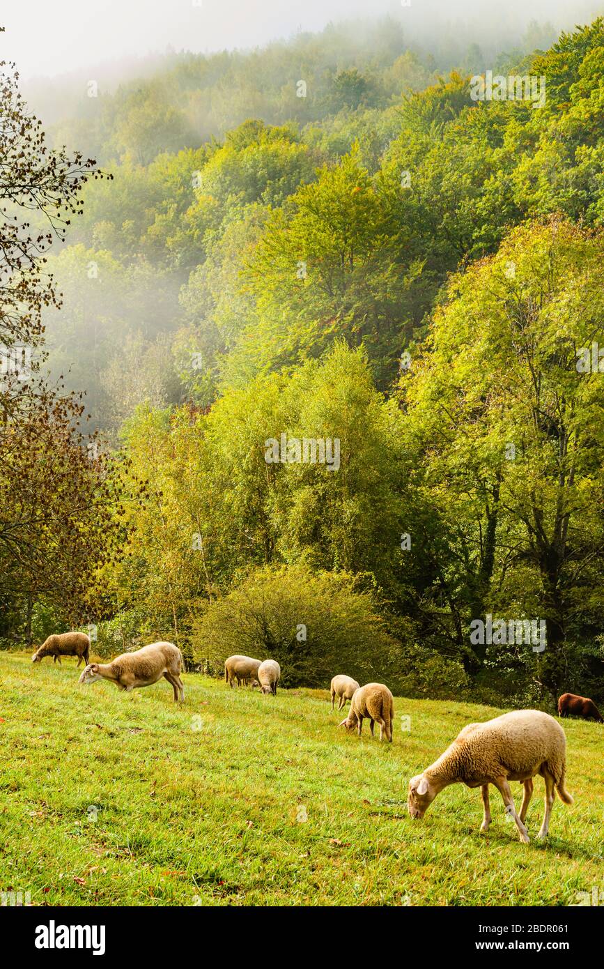 Sheep and mist in the Mimente valley on the Robert Louis Stevenson ...