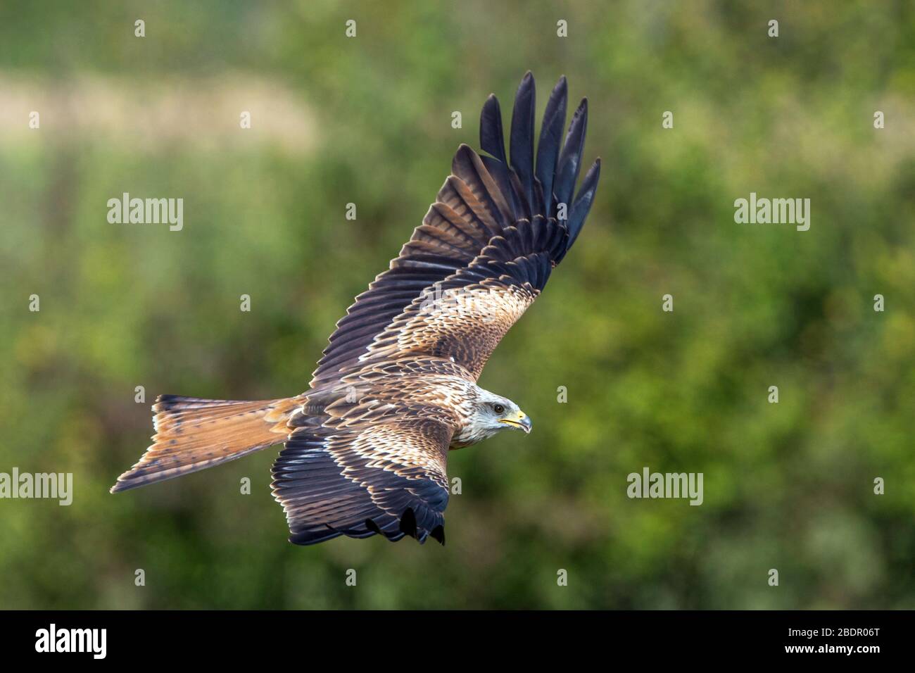 Rotmilan (Milvus milvus Stock Photo - Alamy