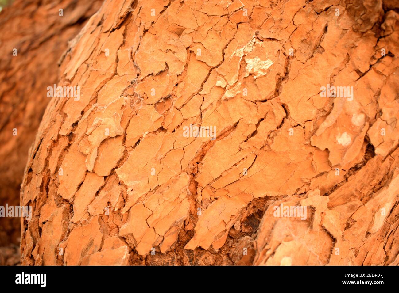 Tree Bark Rugged Texture Background Macro Stock Photography Image Stock ... Tree Bark Rugged Texture Background Macro Stock Photography Image Stock ...