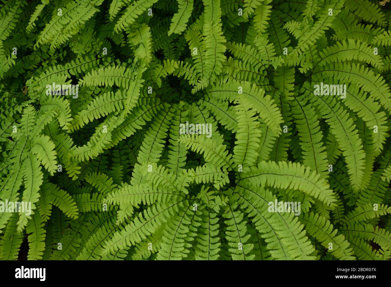 Green fern background Stock Photo - Alamy