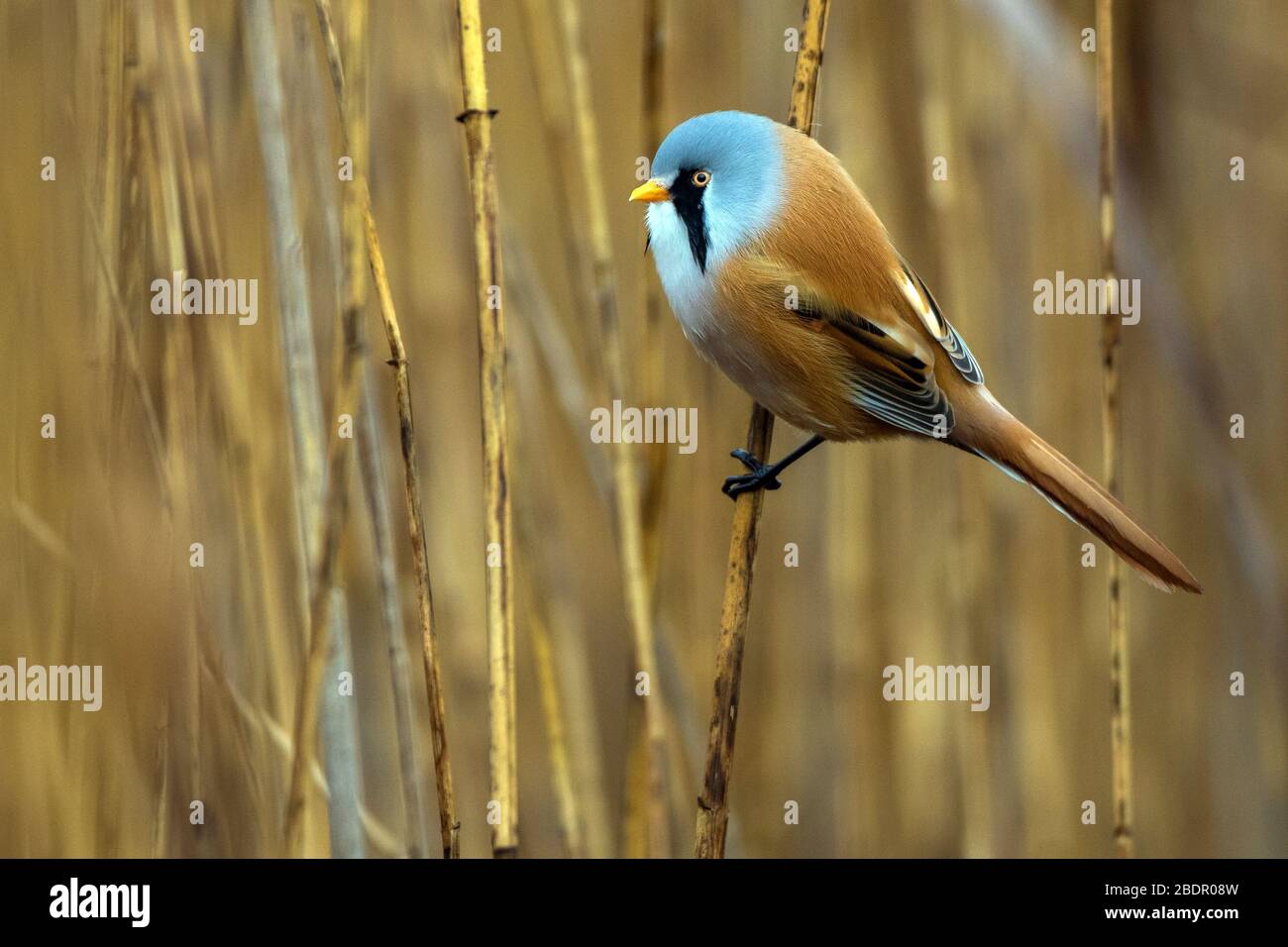 Bartmeise (Panurus biarmicus) Männchen Stock Photo - Alamy